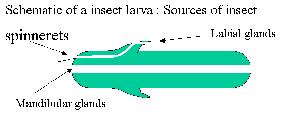 Plant Interactions with Pests – The insects